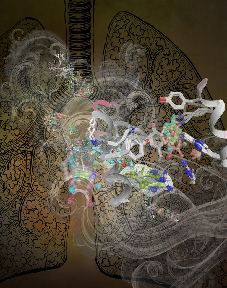 Researchers discover how cigarette smoke impairs critical lung immune cells