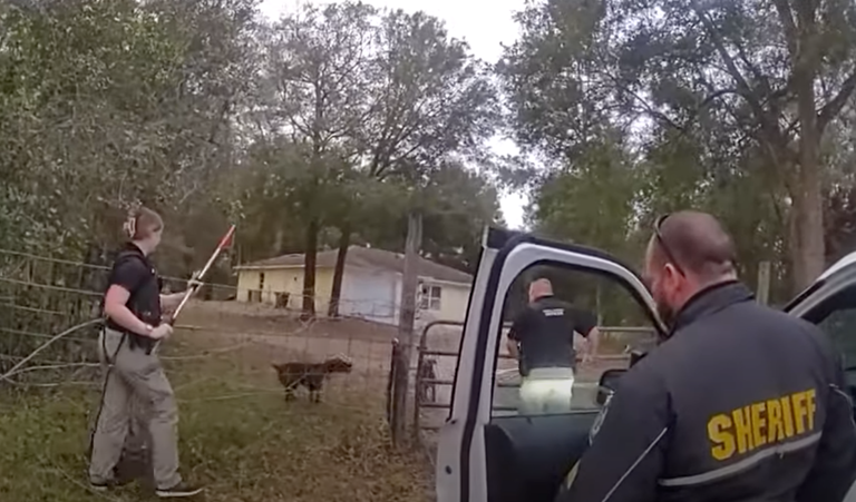 Family speaks out after boy, 8, is mauled to death by dogs he tried to ...