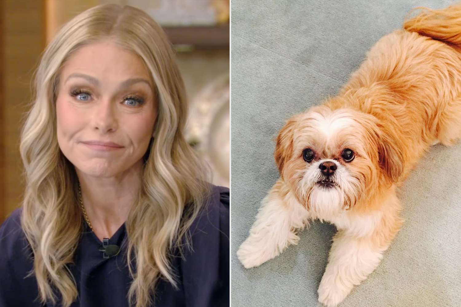 Kelly Ripa Gets Emotional Over Elderly Dog's Deteriorating Health ...