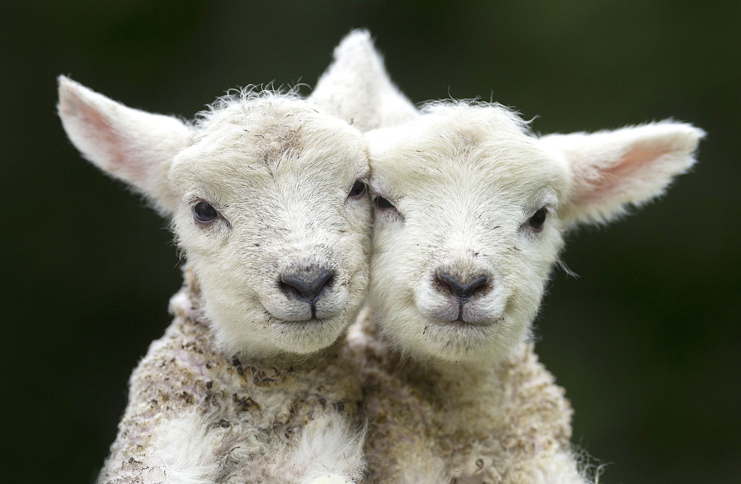 Барашек - 53 фото