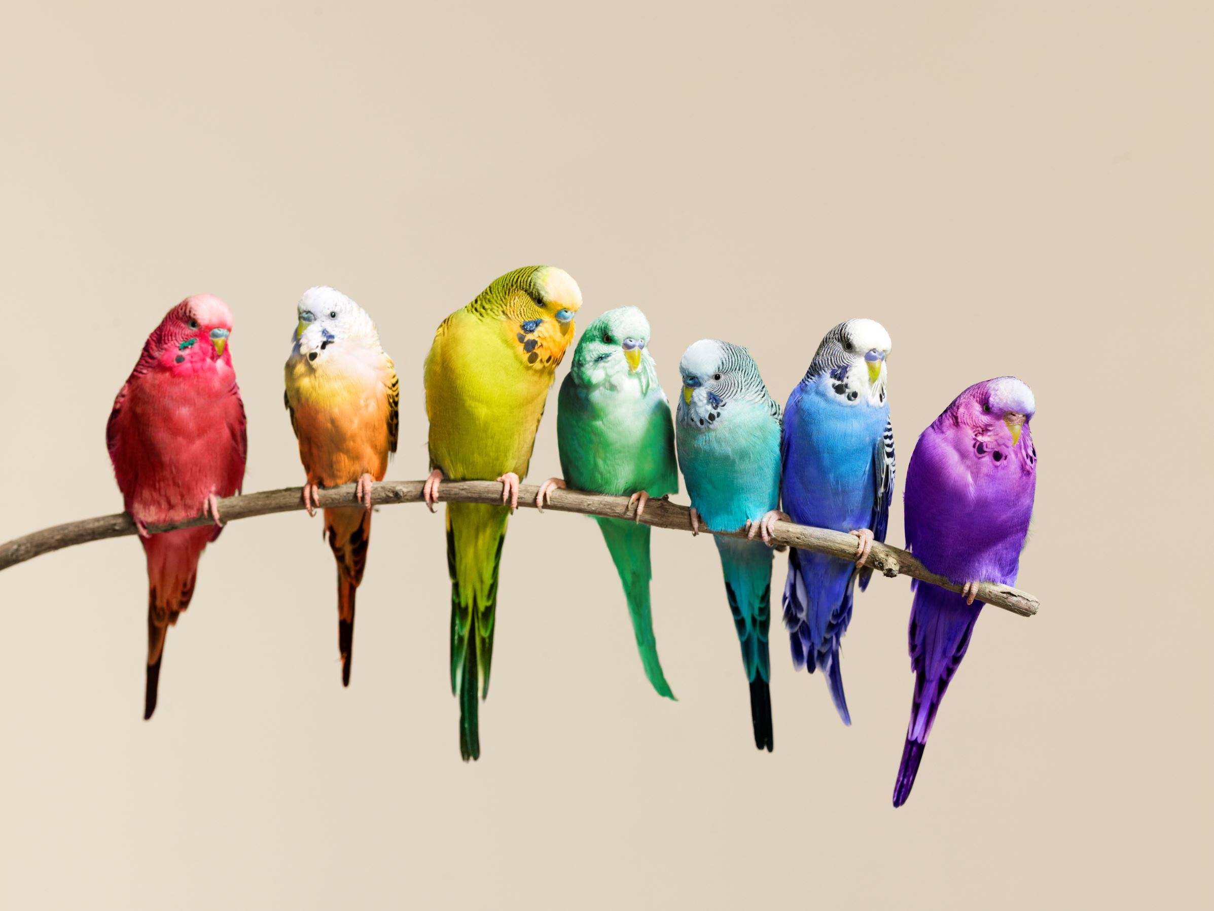 Rainbow of birds