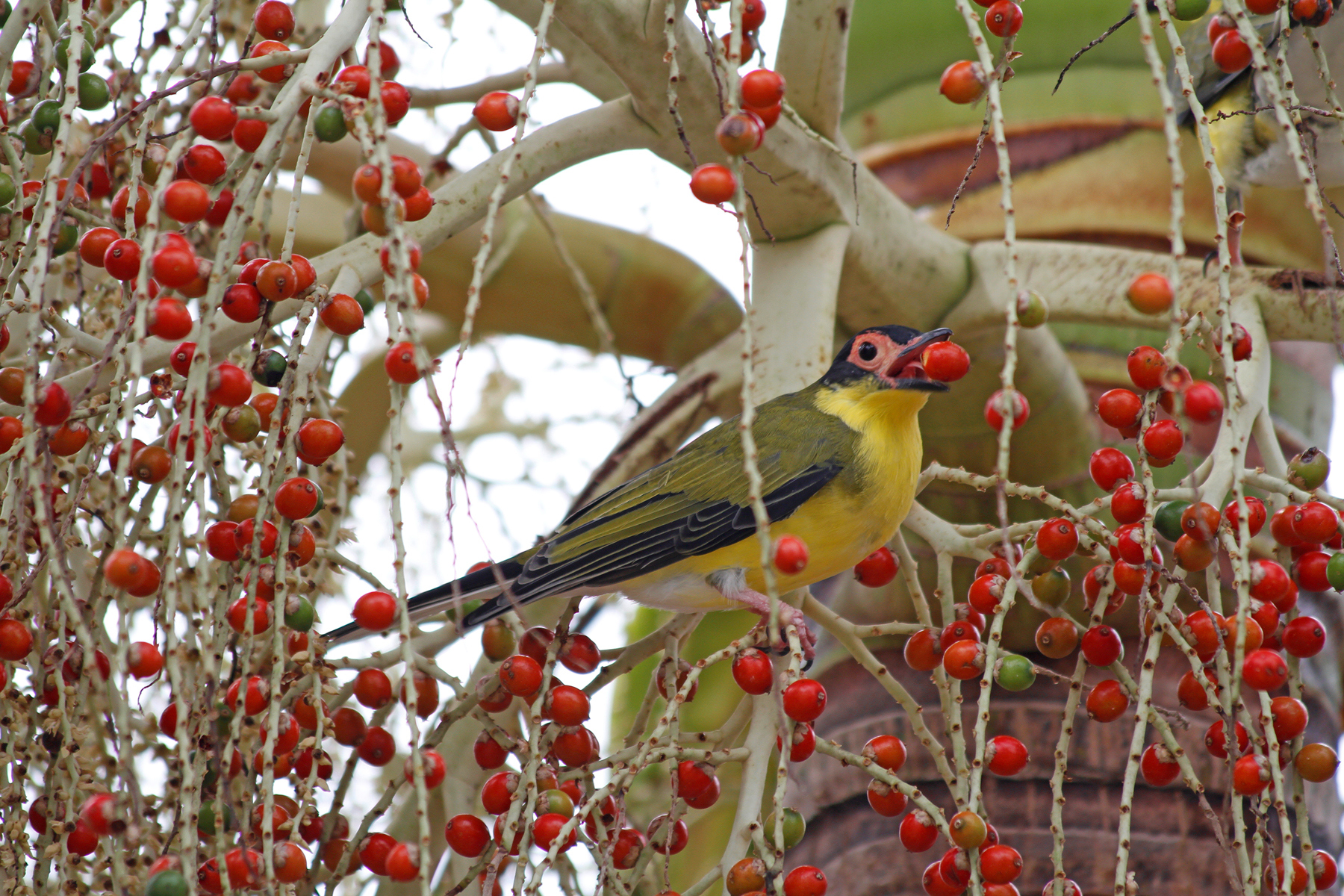 Native birds of Australia
