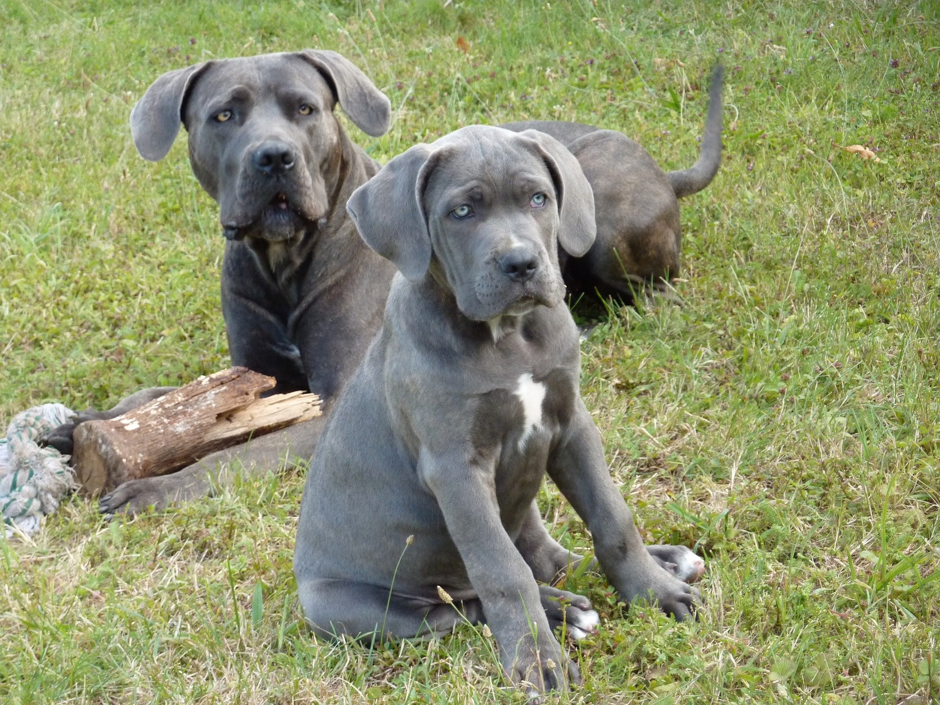 21 dogs that have attacked the most people