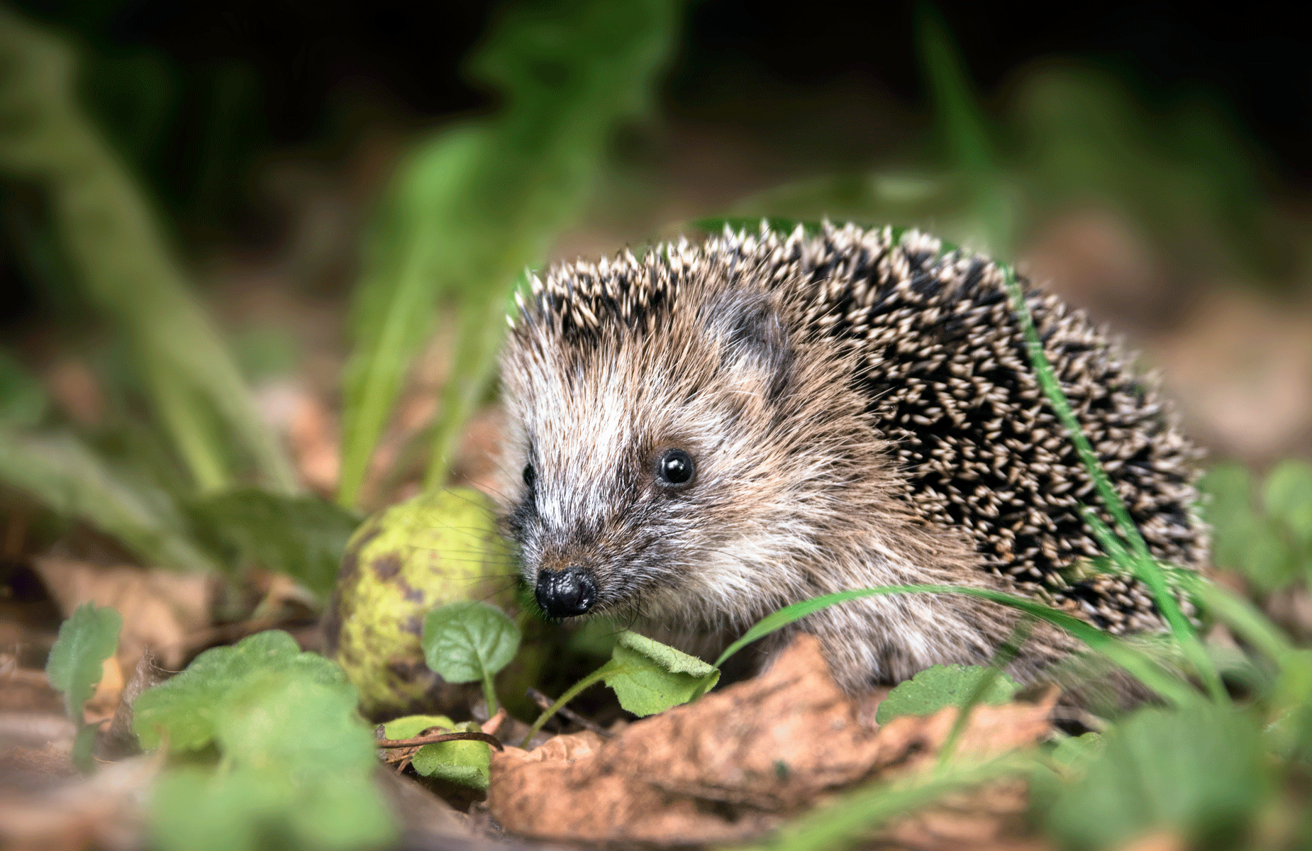 Veater Ecosan: "The World About Us"