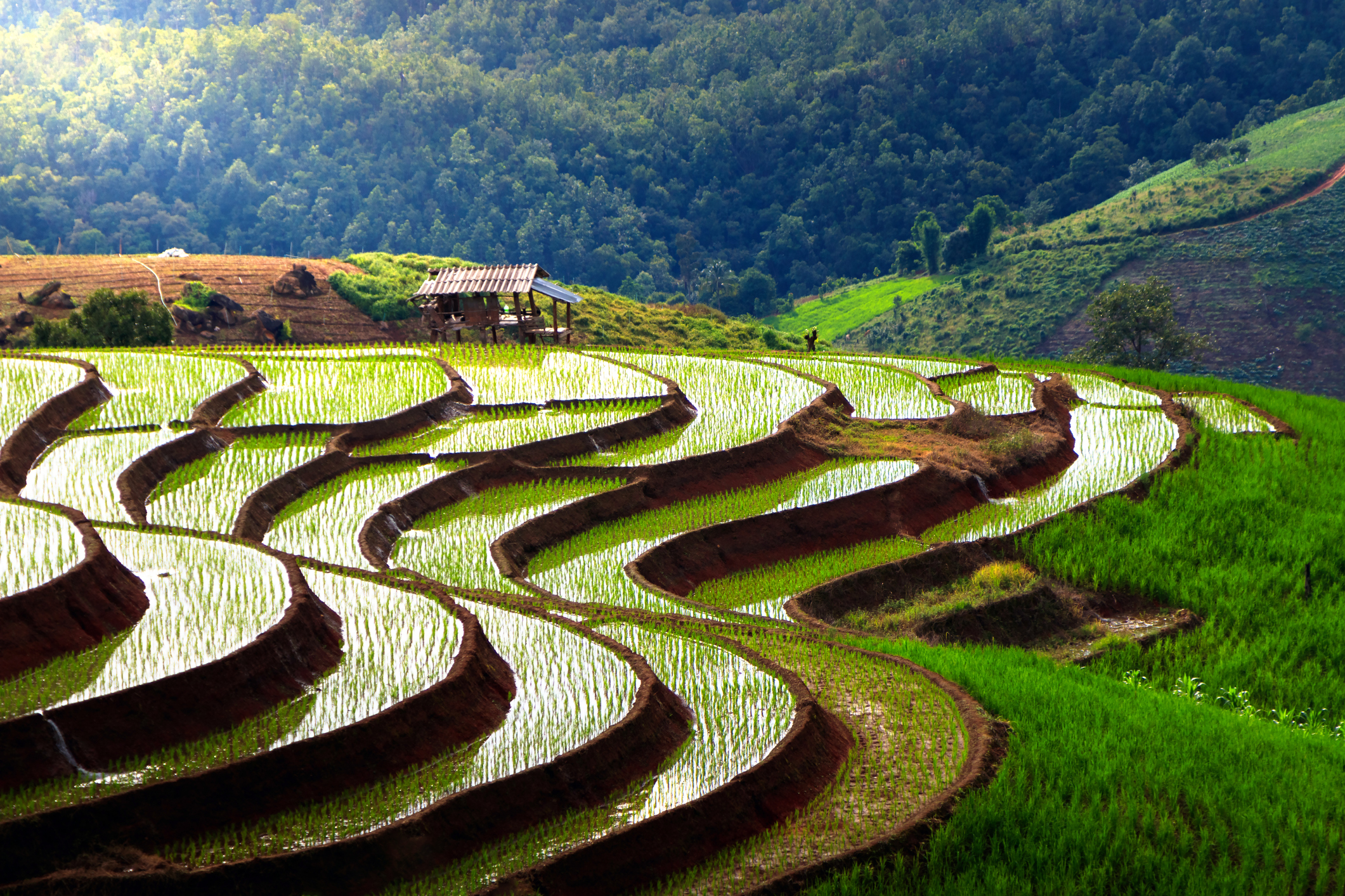 Beautiful rice fields in Asia