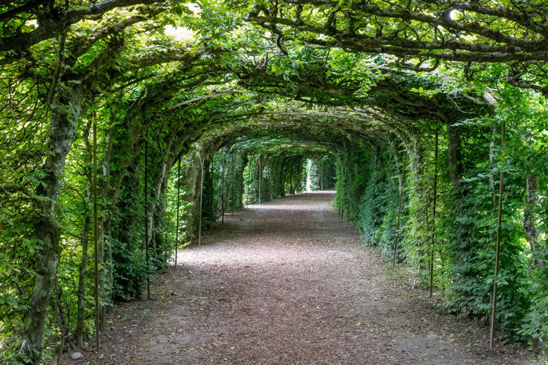 Photos: Beautiful tree tunnels around the world