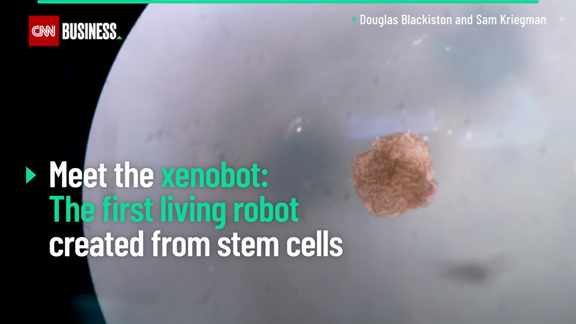 See the world's first living, self-healing robots