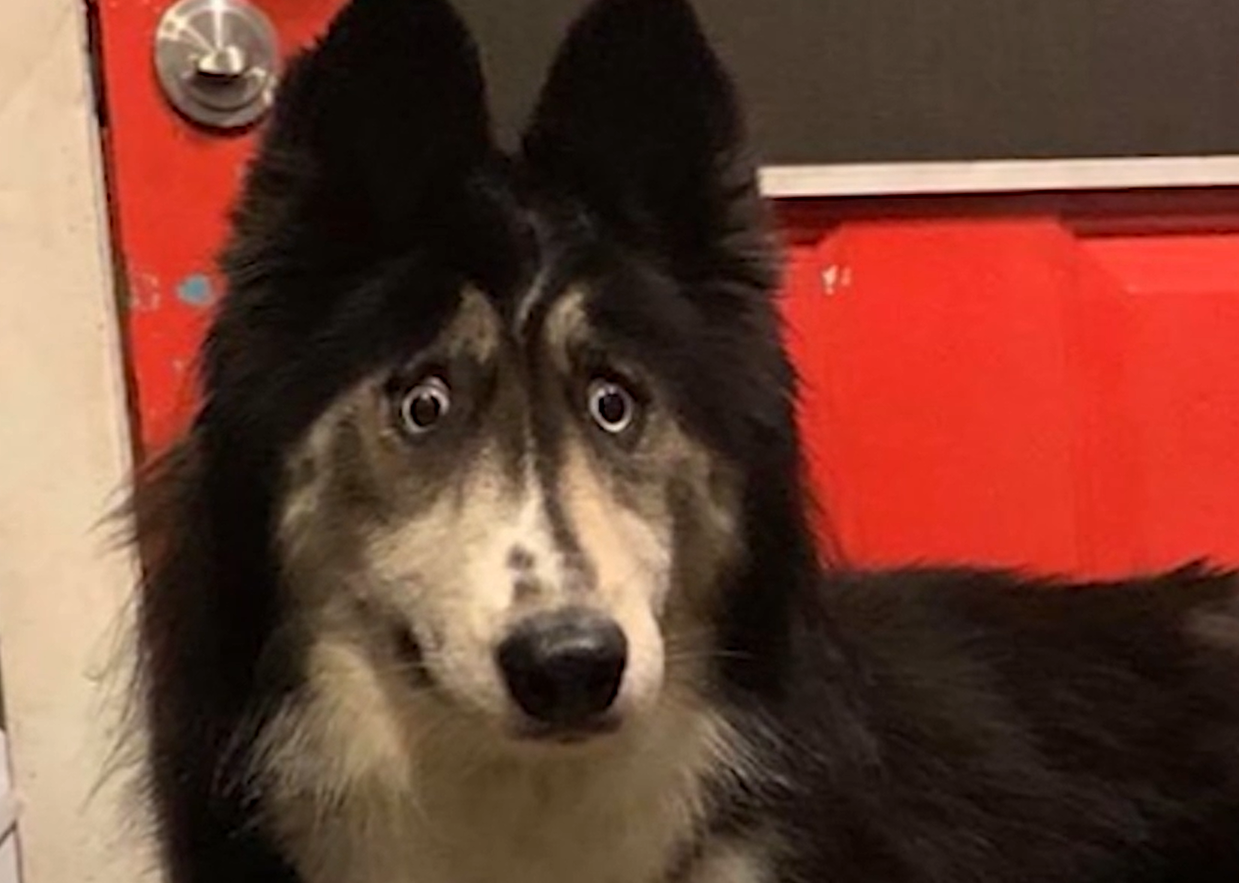 Abandoned husky with 'weird' eyes adopted after viral post