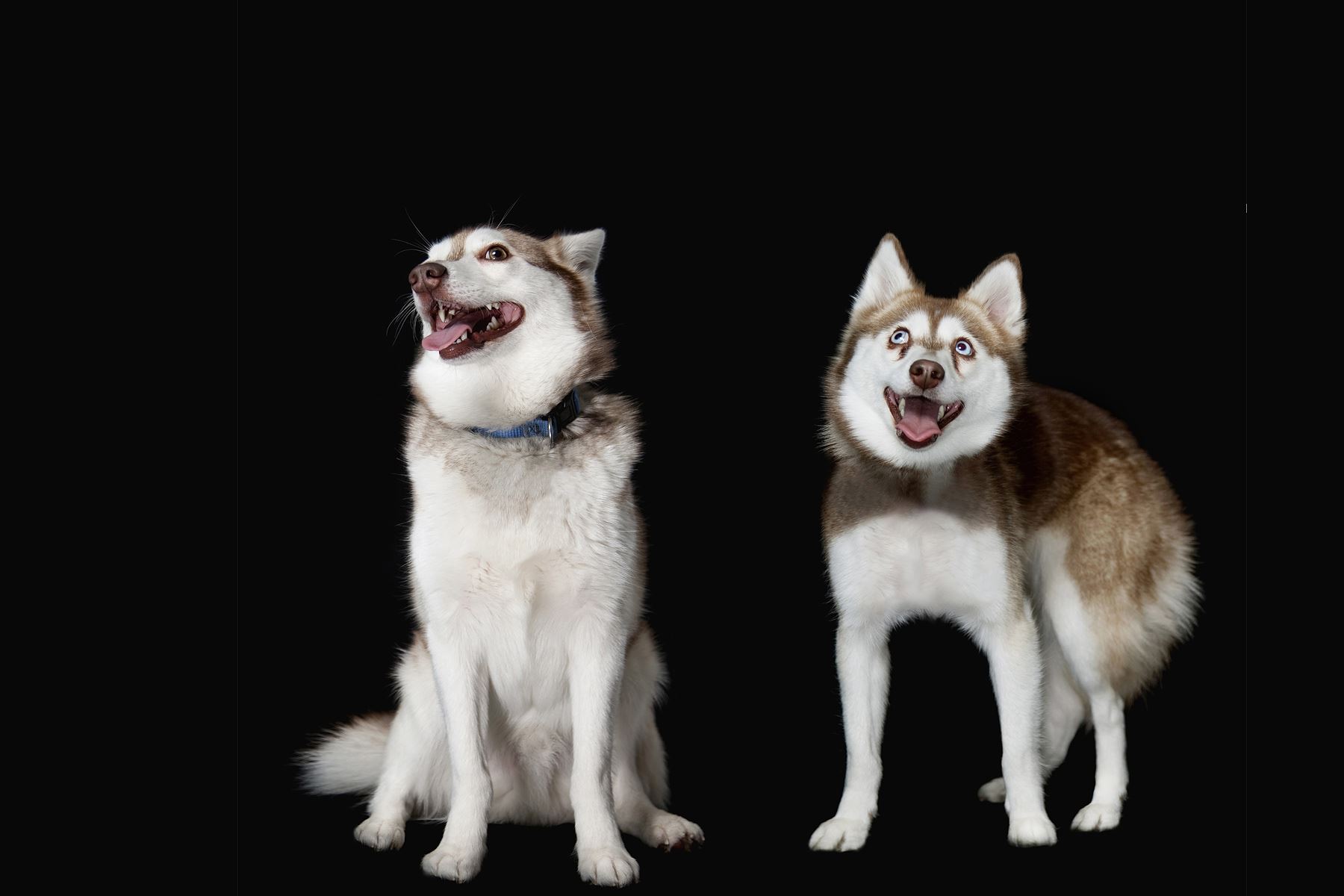 15 Weird-Looking Dog Breeds