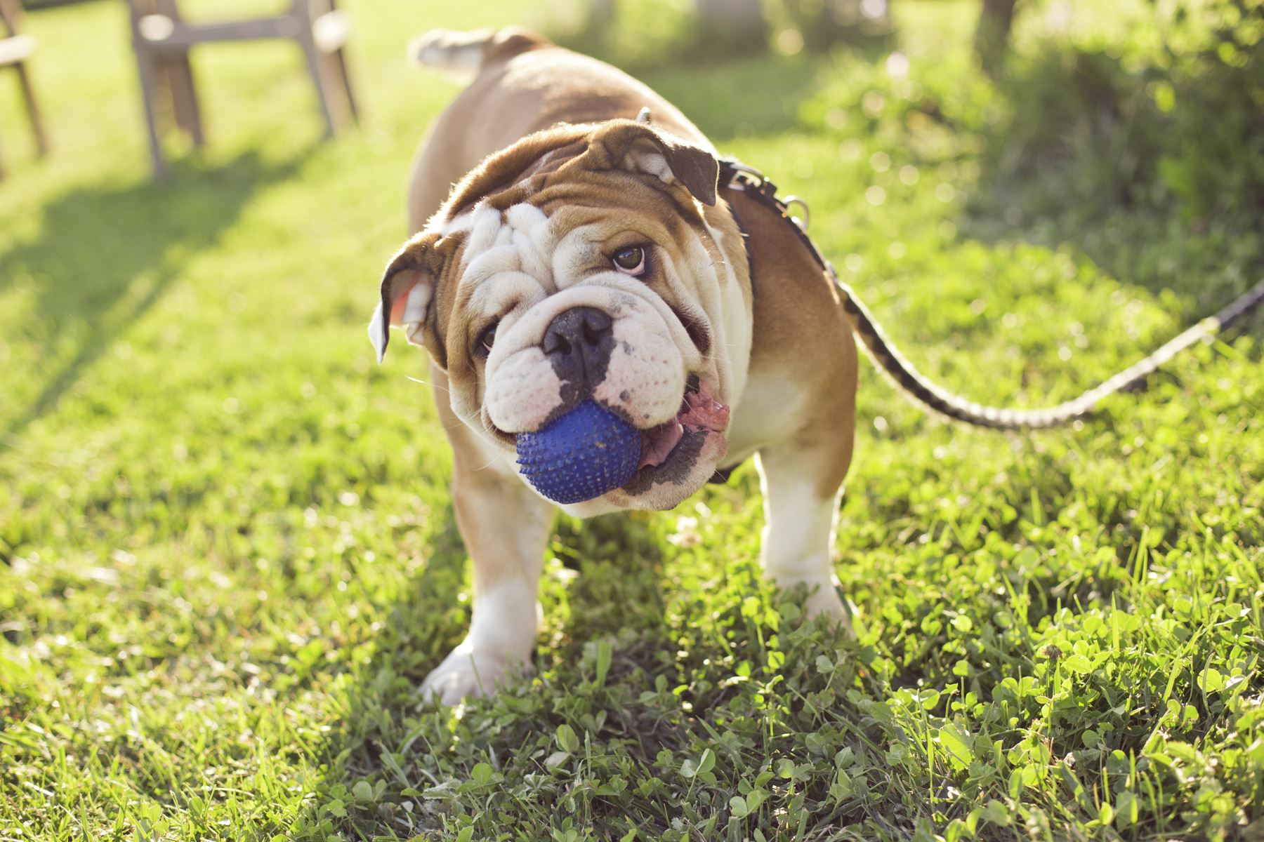 15 Weird-Looking Dog Breeds