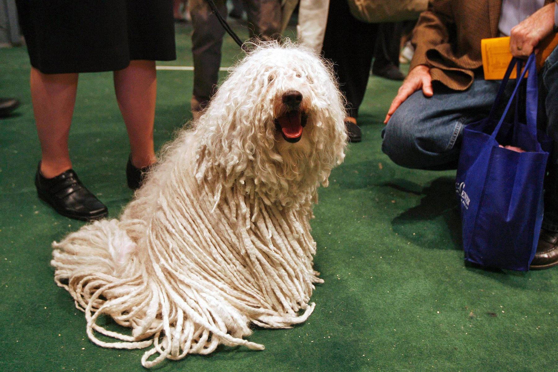 15 Weird-Looking Dog Breeds