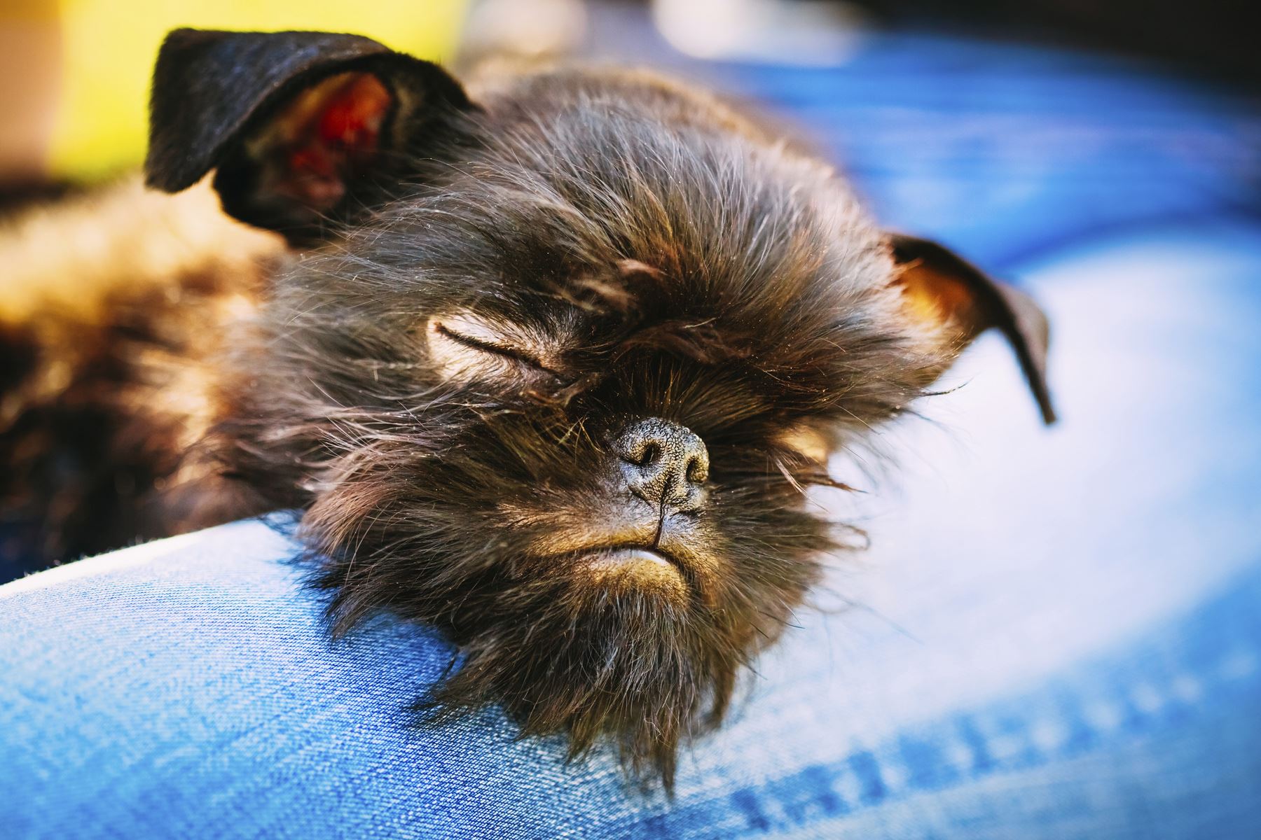 15 Weird-Looking Dog Breeds