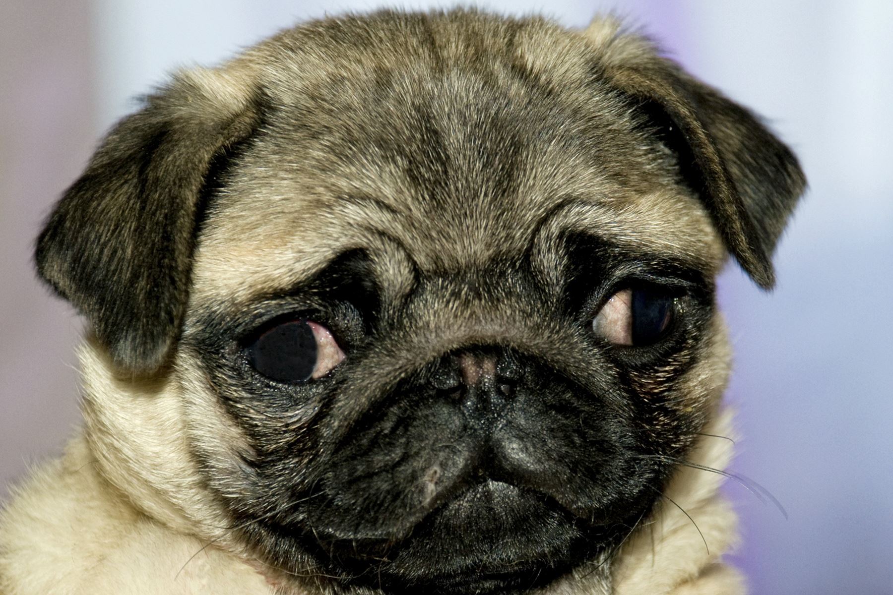 15 Weird-Looking Dog Breeds