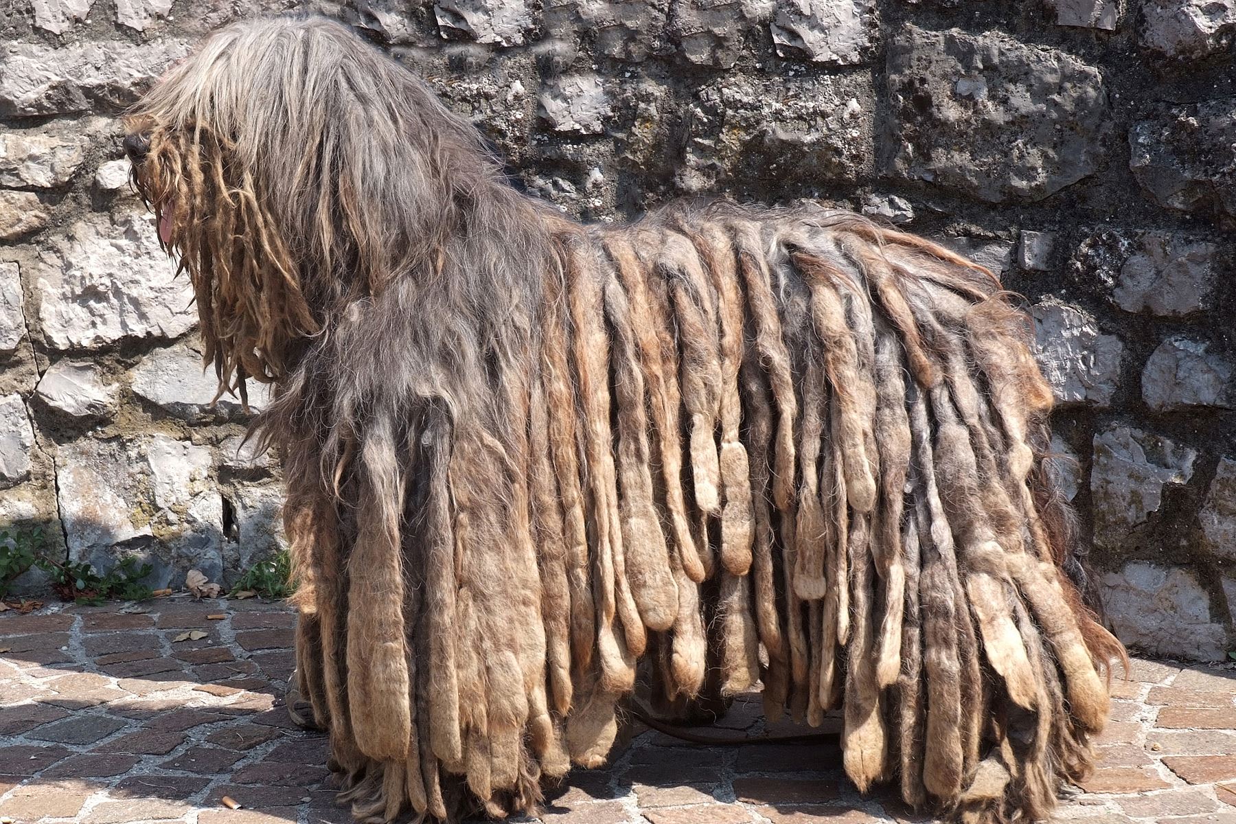 15 Weird-Looking Dog Breeds