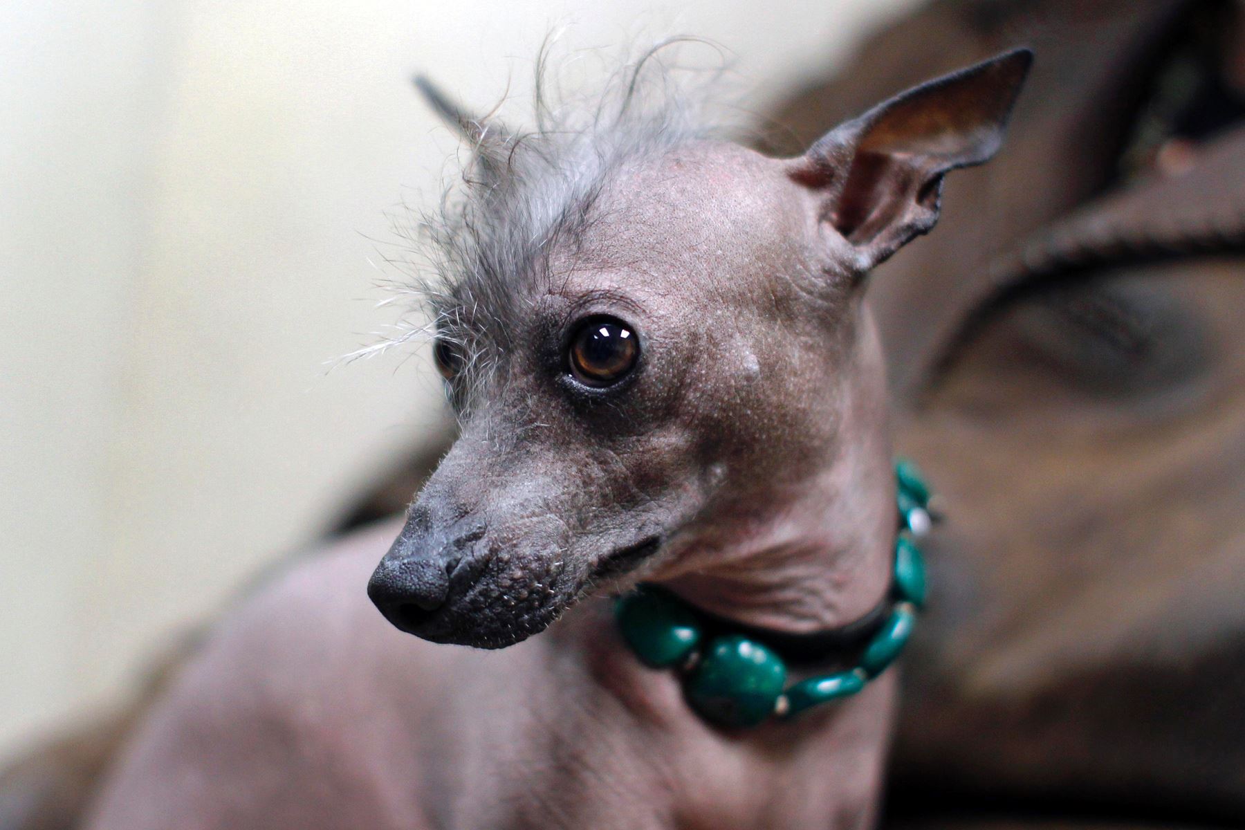 15 Weird-Looking Dog Breeds