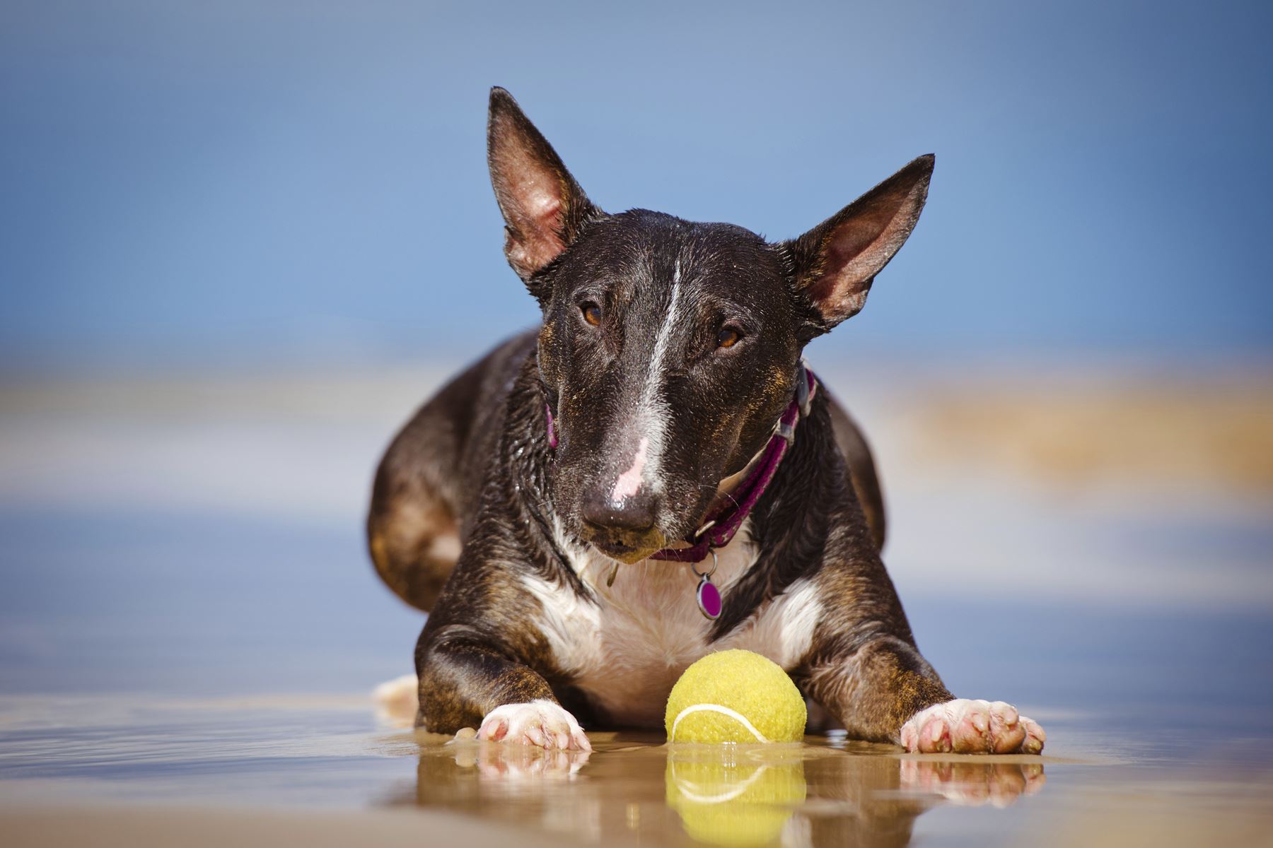 15 Weird-Looking Dog Breeds