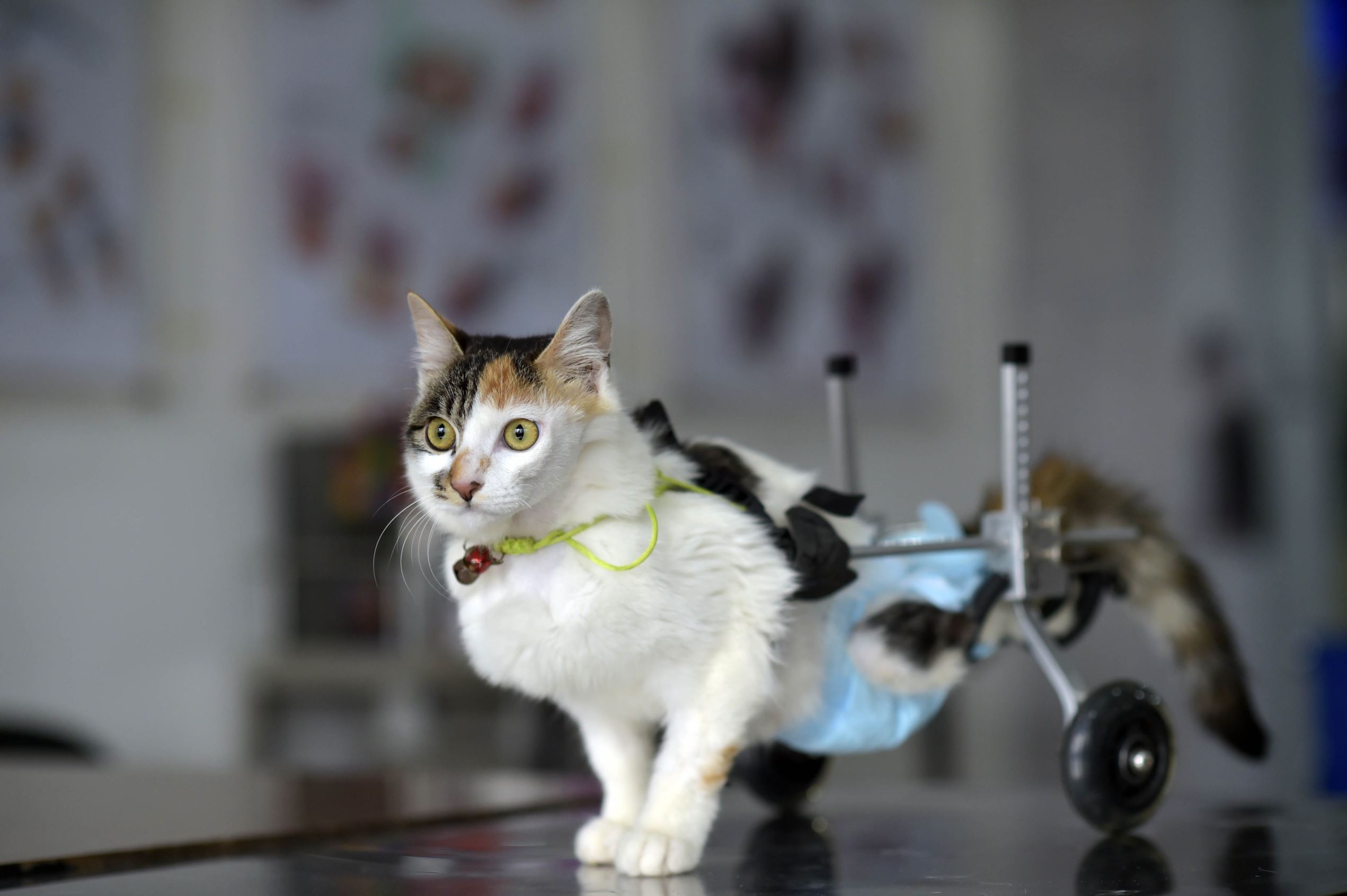 Bionic Pets: Animals Saved By Technology