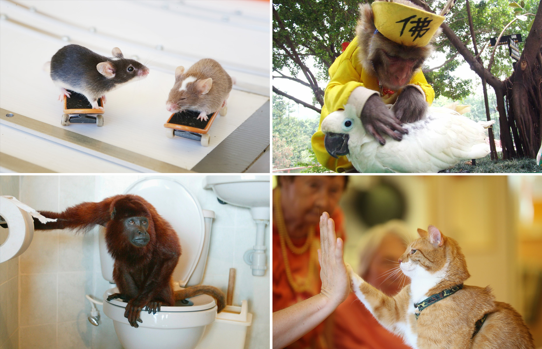 32 Animals Doing Amazing Things