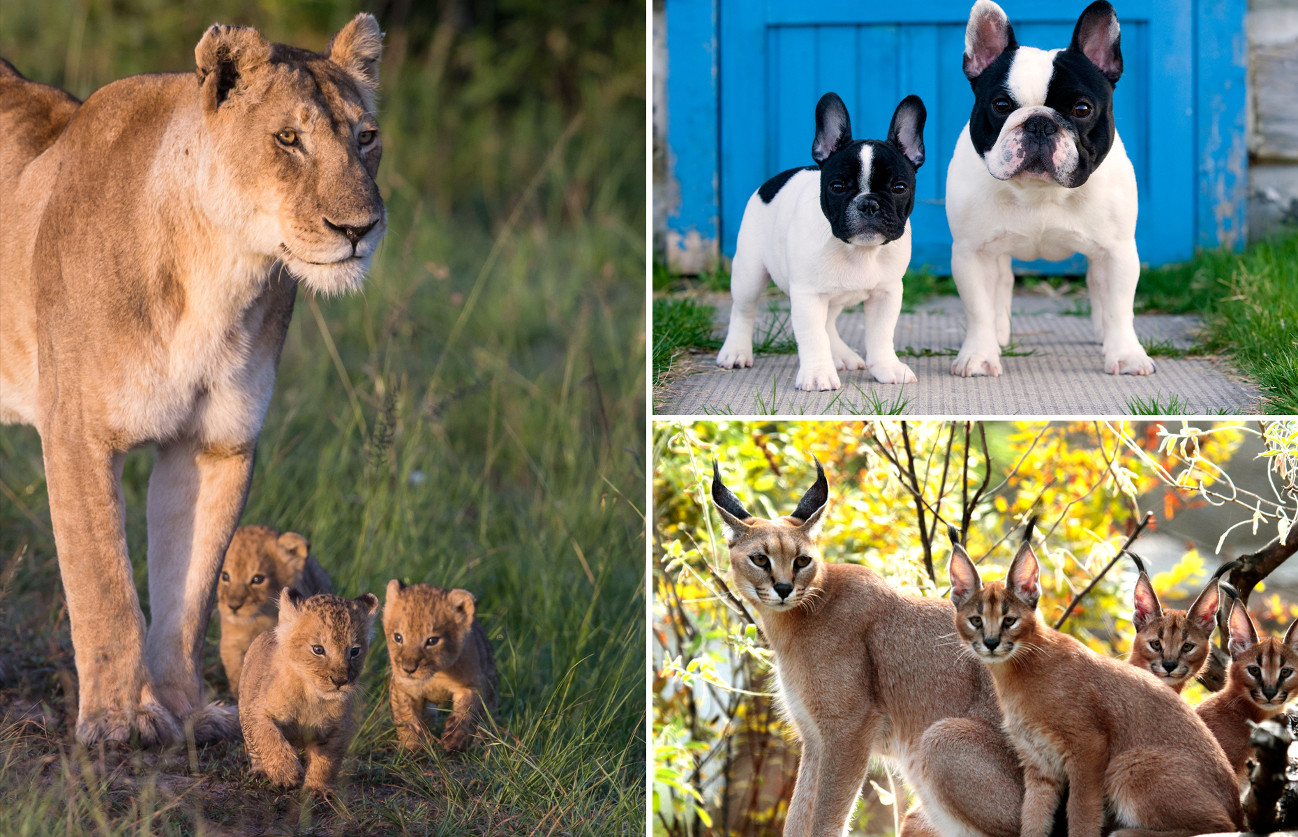 40 Animals and Their Adorable Offspring